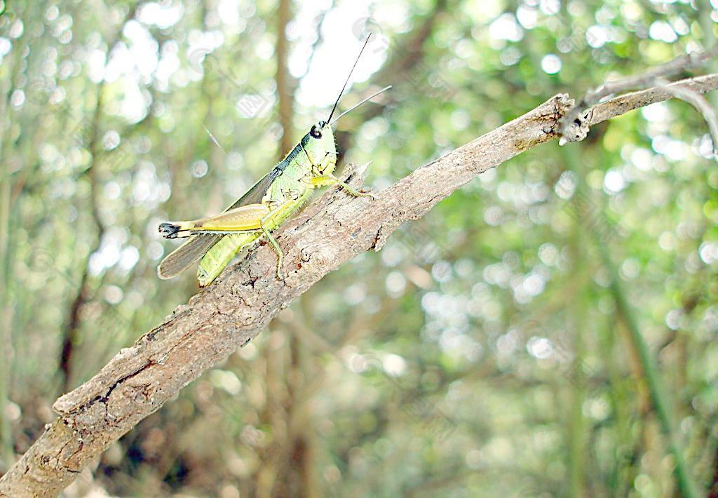 蚱蜢图片素材免费下载(图片编号:3657606)-六图网