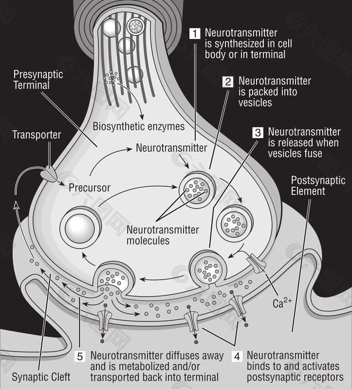 58294main_the.brain.in.space-32-science-diagram-of-synapse素材免费下载(图片编号 ...