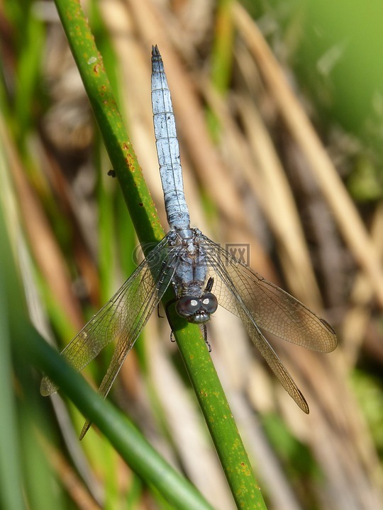蜻蜓,蓝蜻蜓,分支机构高清图库素材免费下载(图片编号:6785409)-六图网