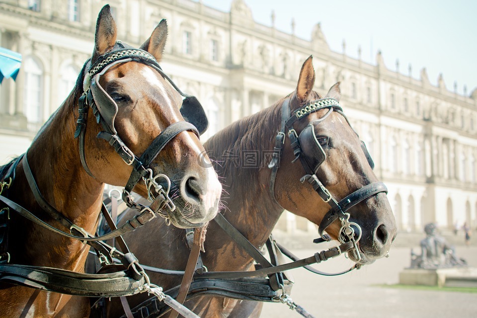 马车,马头,缰绳高清图库素材免费下载(图片编号:7112024)-六图网