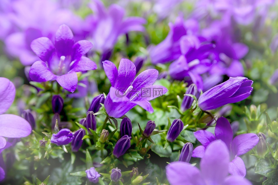 桔梗,风铃,紫高清图库素材免费下载(图片编号:7141000)-六图网
