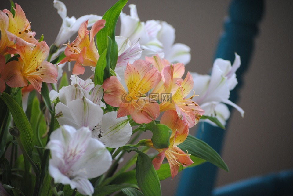 鲜花,橙色,白高清图库素材免费下载(图片编号:7246787)-六图网