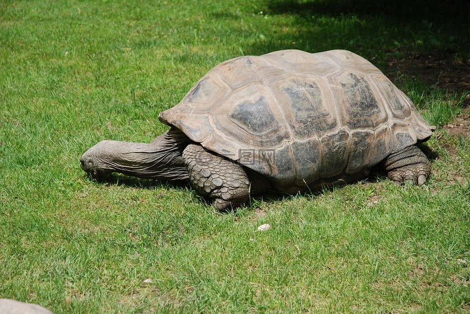 龟,高峰,绿色高清图库素材免费下载(图片编号:7332632)-六图网